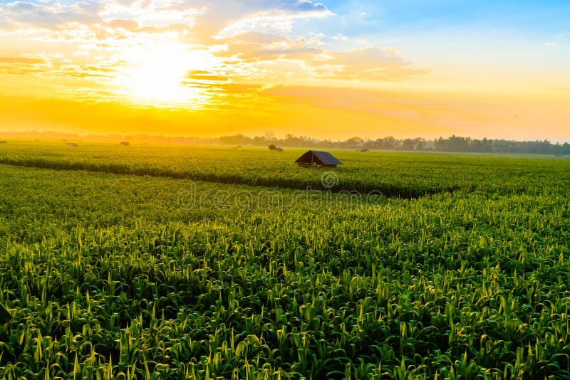 Sunrise Over the Corn Field Stock Image - Image of morning, spring ...