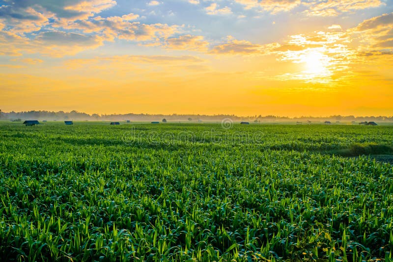 Sunrise Over the Corn Field Stock Image - Image of meadow, pasture ...