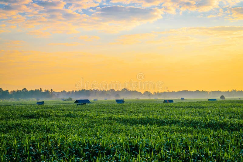 Sunrise Over the Corn Field Stock Photo - Image of cloud, grassland ...