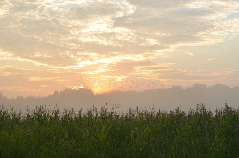 Sunrise over corn field stock image. Image of brown, blossom - 78380385