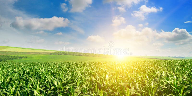 Sunrise Over the Corn Field Stock Photo - Image of meadow, nature: 83618568