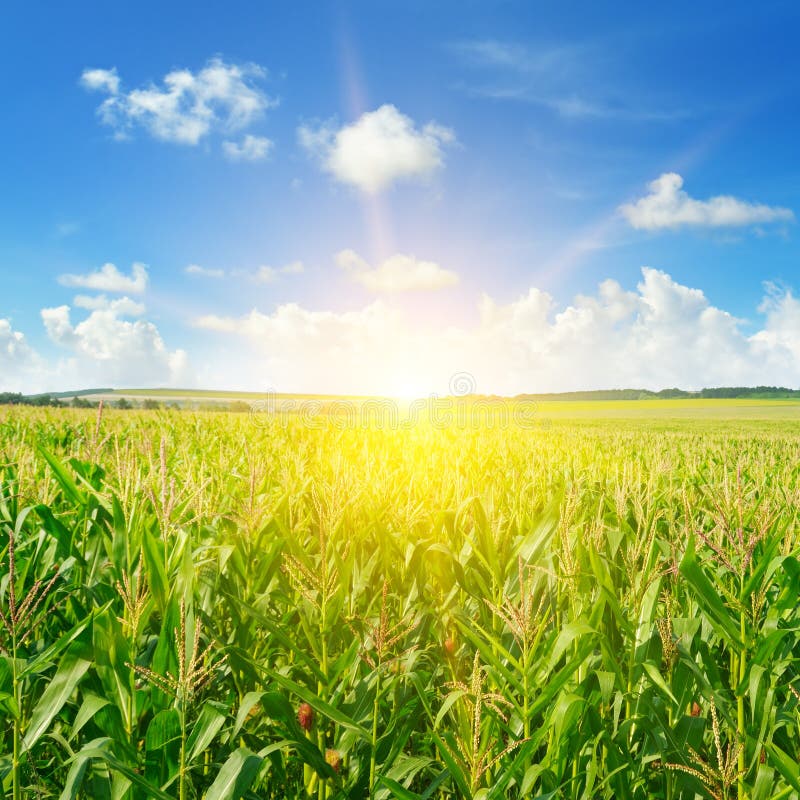 Sunrise Over the Corn Field. Stock Photo - Image of nature, morning ...
