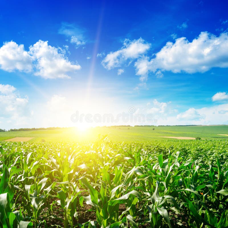 Sunrise over corn field stock image. Image of bright - 141902745