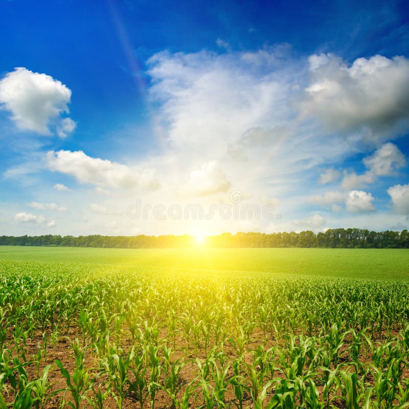 Sunrise Over the Corn Field Stock Image - Image of cultivated, farm ...