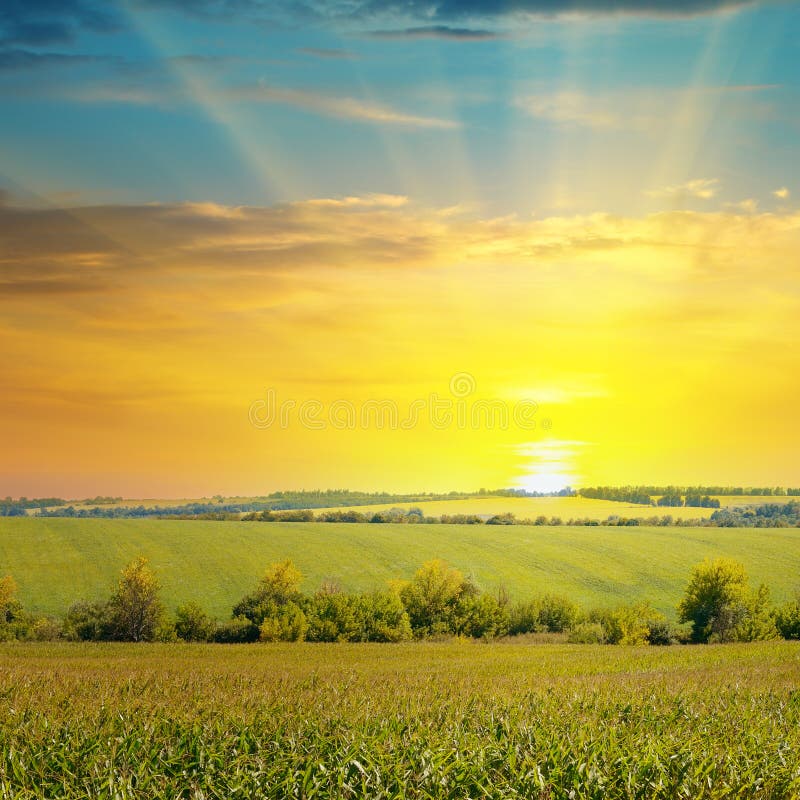 Sunrise Over the Corn Field Stock Image - Image of agriculture, clouds ...