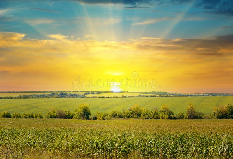 Sunrise Over Field