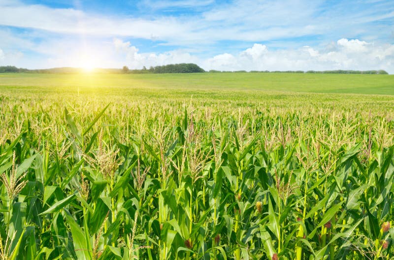 Sunrise Over the Corn Field Stock Photo - Image of lawn, environment ...