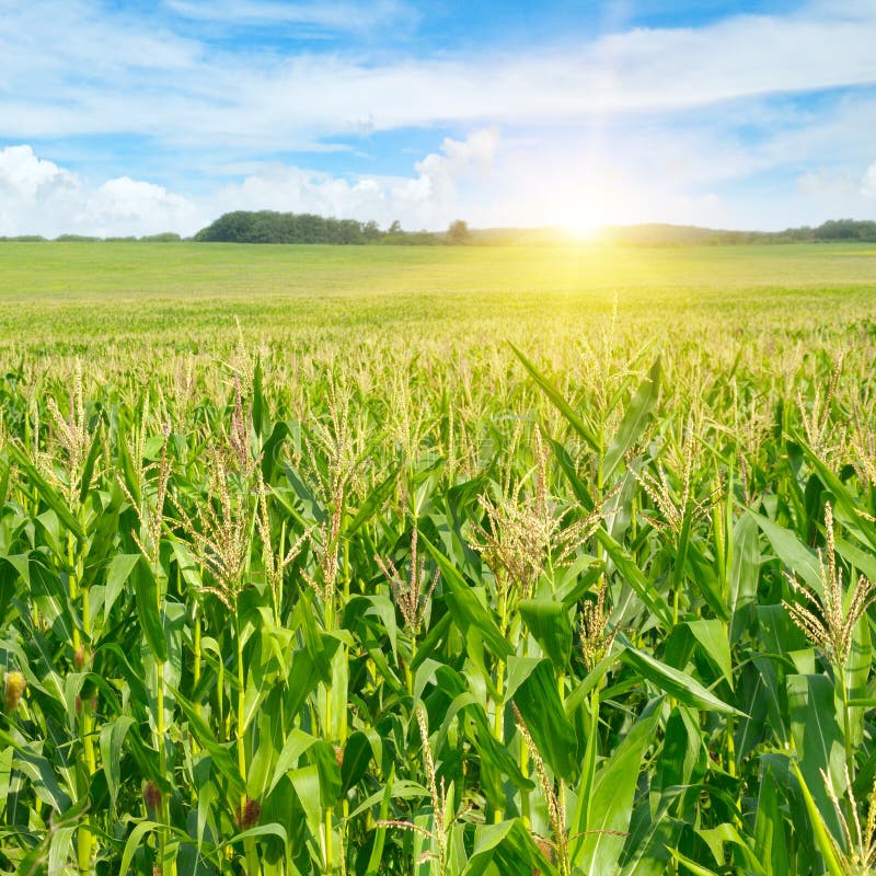 Sunrise Over the Corn Field Stock Photo - Image of leaf, blue: 56003200