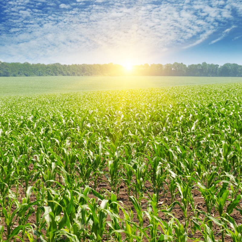 Sunrise Over the Corn Field Stock Image - Image of nature, agriculture ...