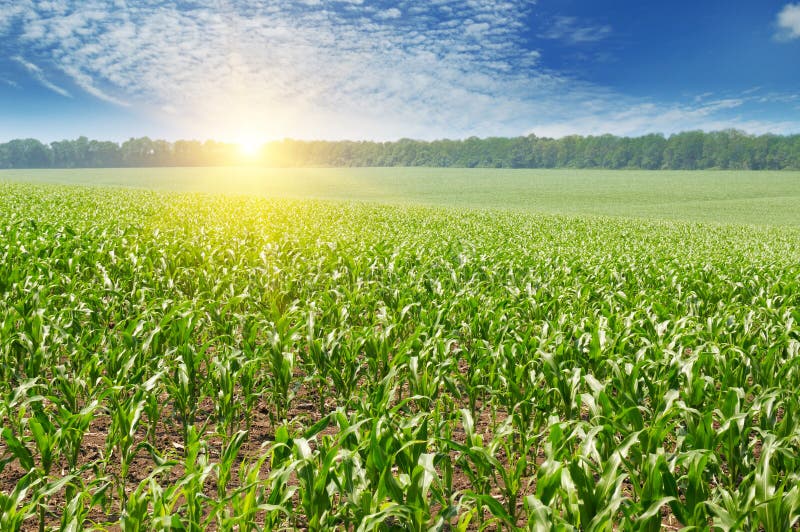 Sunrise Over the Corn Field Stock Image - Image of green, dawn: 73781041
