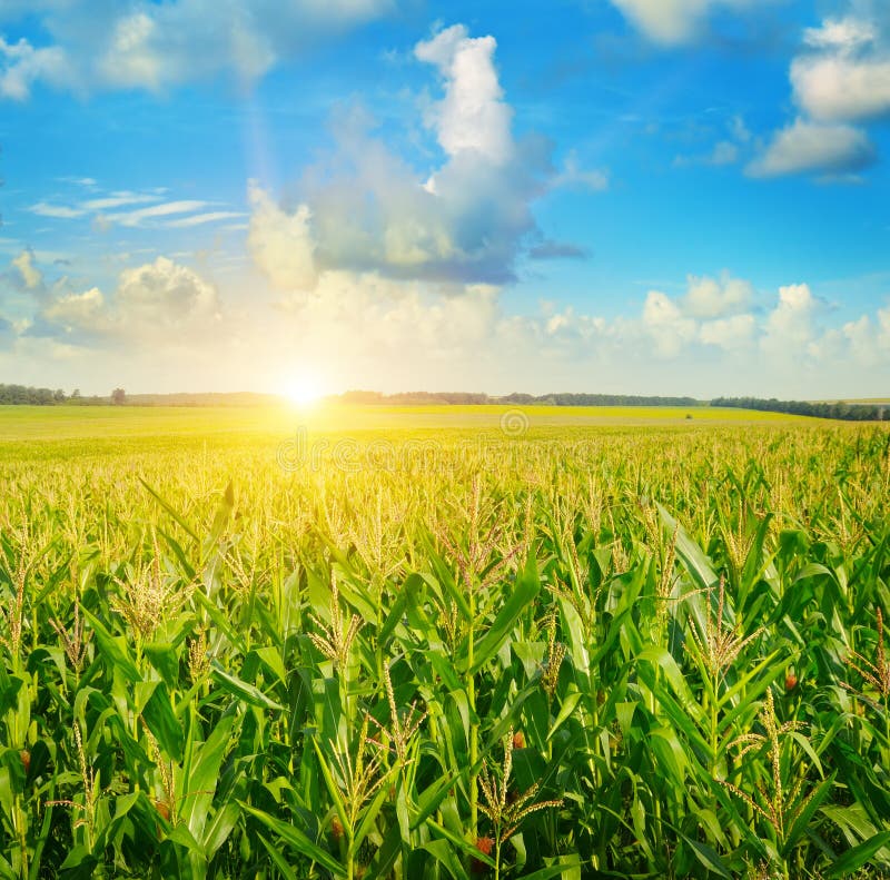 Sunrise Over the Corn Field Stock Photo - Image of nature, lawn: 77710548