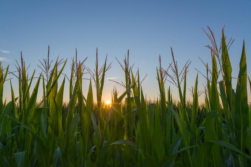 Sunrise over corn field stock image. Image of land, plain - 15801563