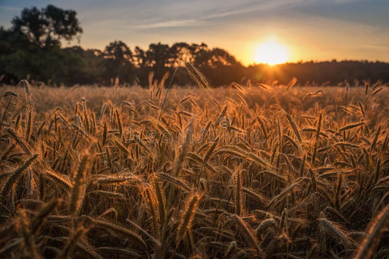 Sunrise Over a Field during the Harvest Time Stock Photo - Image of ...