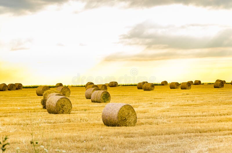 Sunrise Over a Field with Hay Bales Stock Photo - Image of grain ...