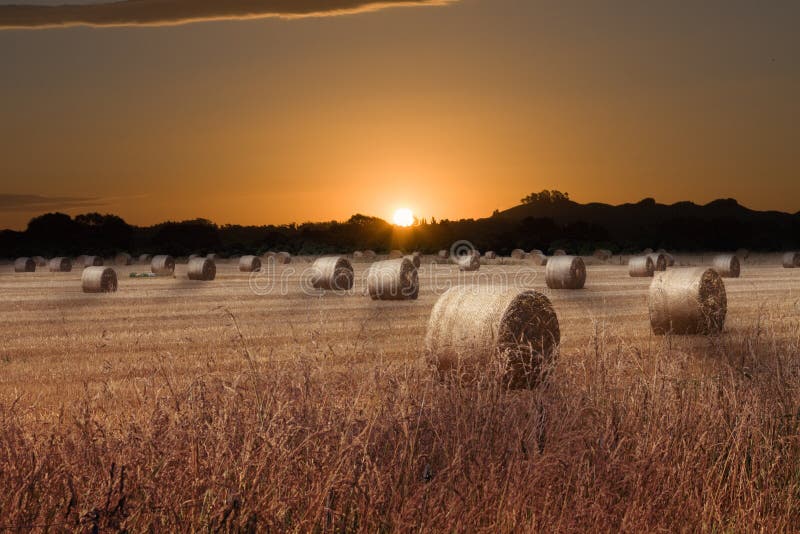 Sunrise over field stock photo. Image of herbs, field - 40719964