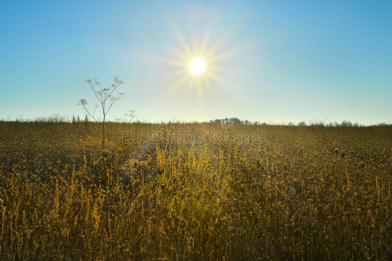 Sunrise over a field stock photo. Image of autumn, grass - 49666758