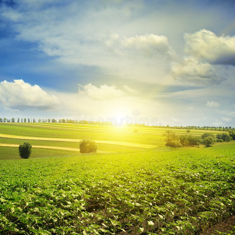 Sunrise over field pea stock photo. Image of grassland - 55466912