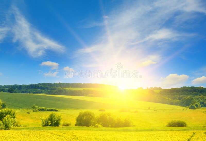 Sunrise Over a Field of Wheat Stock Photo - Image of environment ...