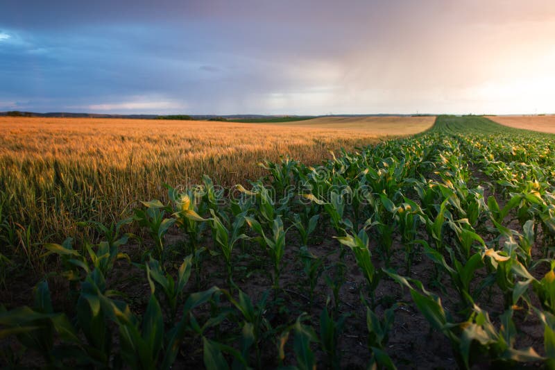 Sunrise Over a Field of Young Corn Stock Photo - Image of rows, farming ...