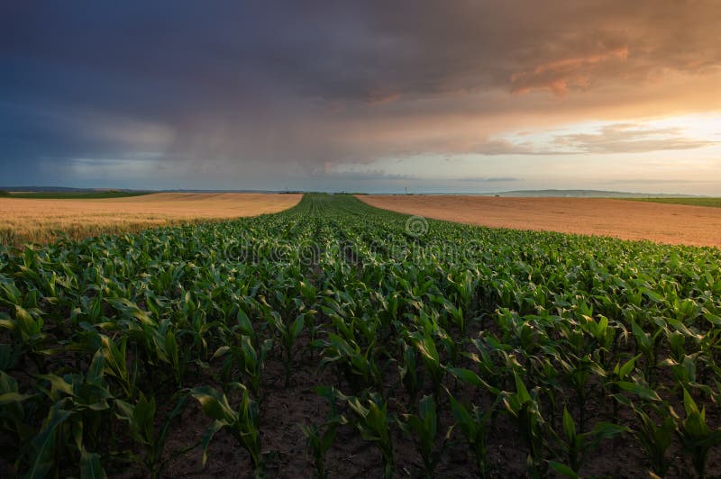 Sunrise Over a Field of Young Corn Stock Image - Image of landscape ...