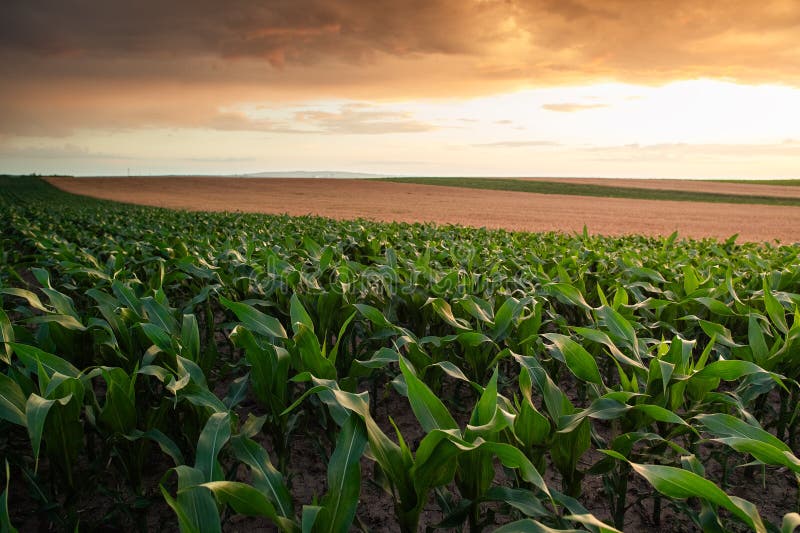 Sunrise Over a Field of Young Corn Stock Image - Image of farming ...