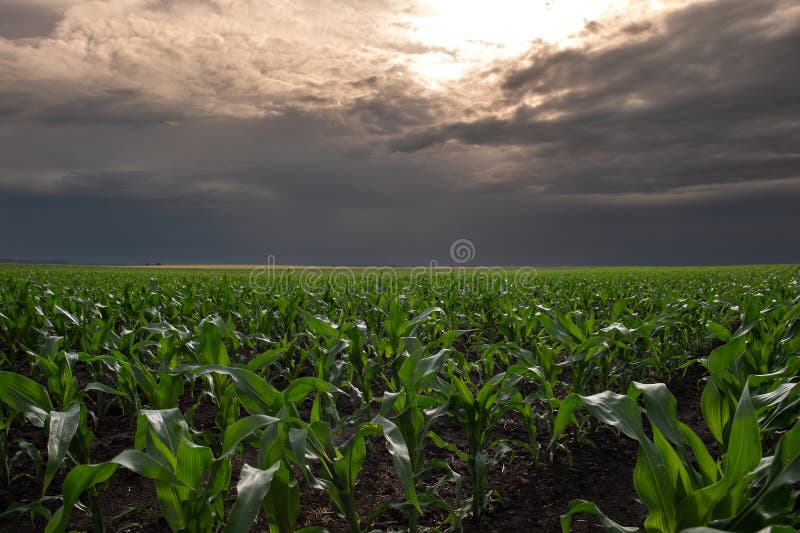 Sunrise Over a Field of Young Corn Stock Photo - Image of young ...