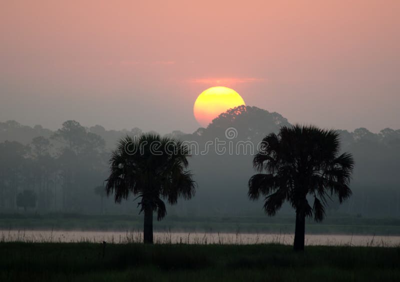 Sunrise over Florida swamp stock photo. Image of swamp - 20891204