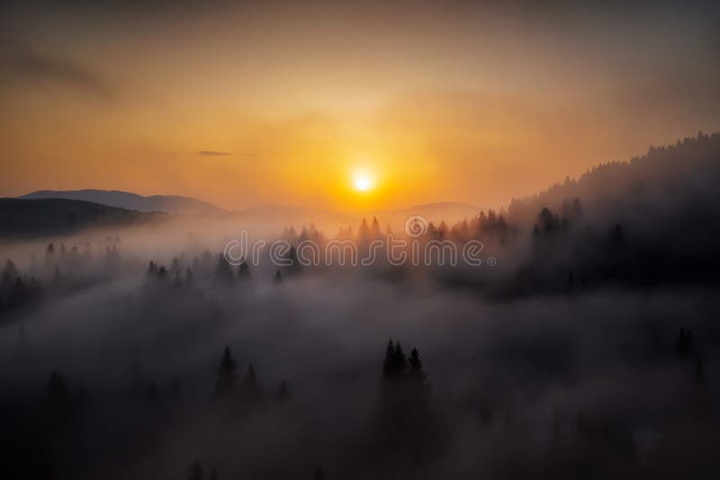 Sunrise Over Forest with Morning Fog between the Trees Stock Photo ...