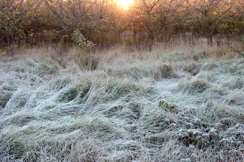 Sunrise Over Frosty Grass Field Stock Image - Image of freeze ...
