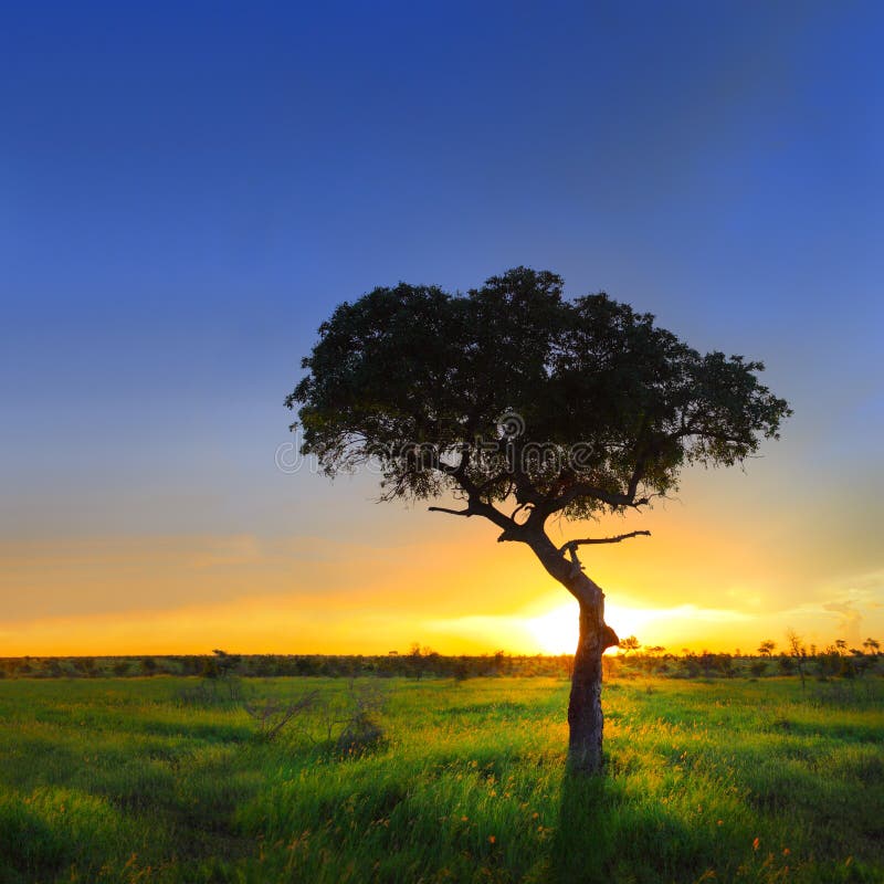 Sunrise over green field stock image. Image of single - 15309909