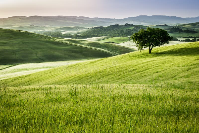 Sunrise Over the Green Fields in Tuscany Stock Photo - Image of idyllic ...