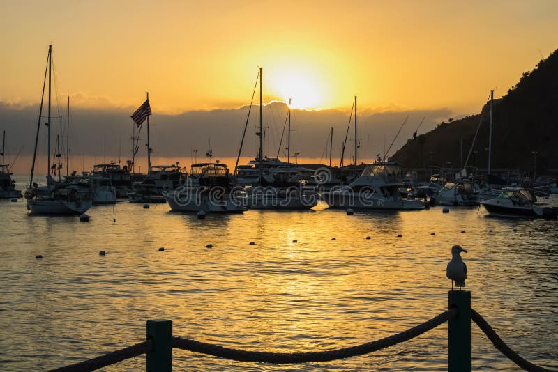Sunrise Over Harbor with Boats and Flag and Seagull in Profile O Stock ...