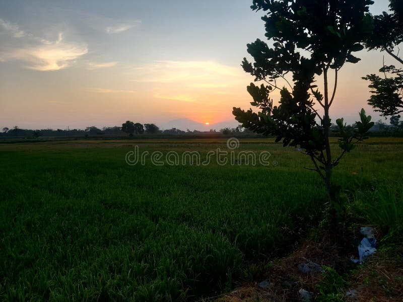 Sunrise Over Indonesian Rice Fields Stock Image - Image of dawn, tree ...