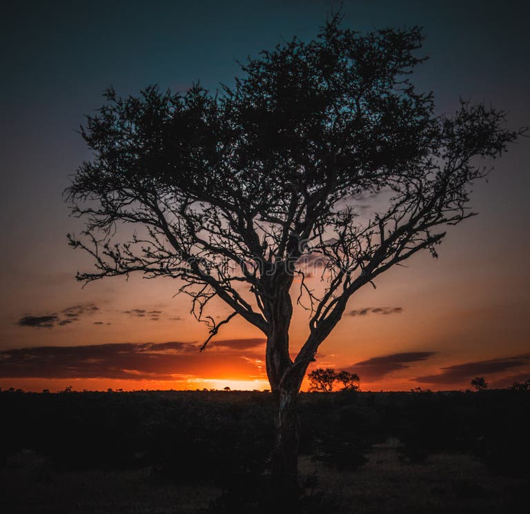 Mashatu tree at dawn stock photo. Image of lighthouse - 243442278