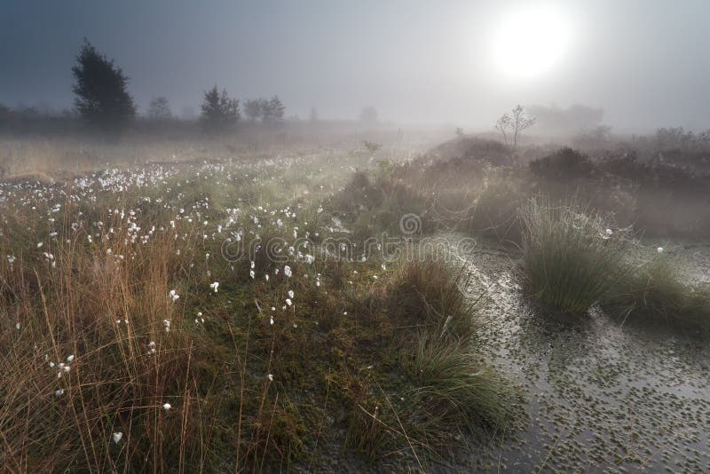 Sunrise Over Misty Swamp with Cotton Grass Stock Image - Image of ...