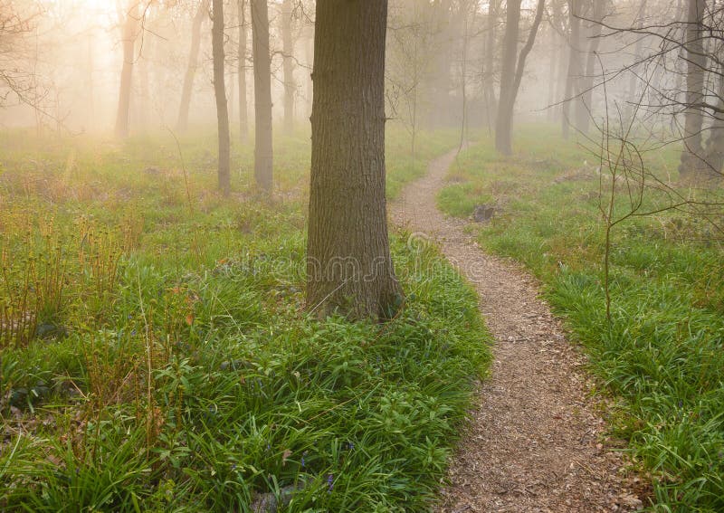 Sunrise Over a Path into the Forest Stock Photo - Image of footpath ...