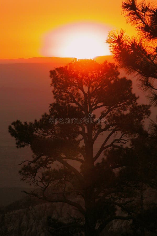 Sunrise over pine tree stock photo. Image of trees, ponderosa - 182902