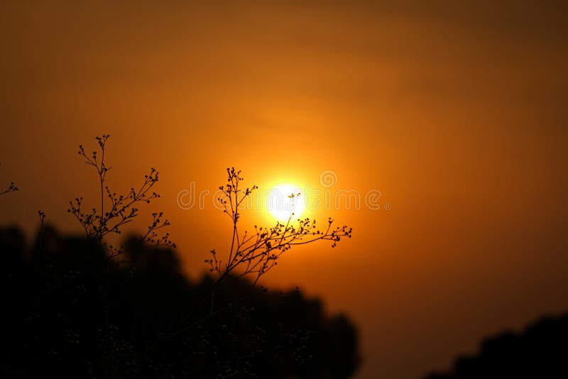 Sunrise over the plant stock image. Image of rising - 194121235