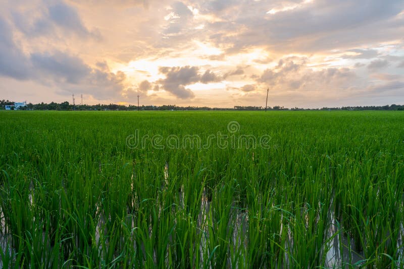 Sunrise Over Rice Paddy on Cloudy Day in South India Stock Photo ...
