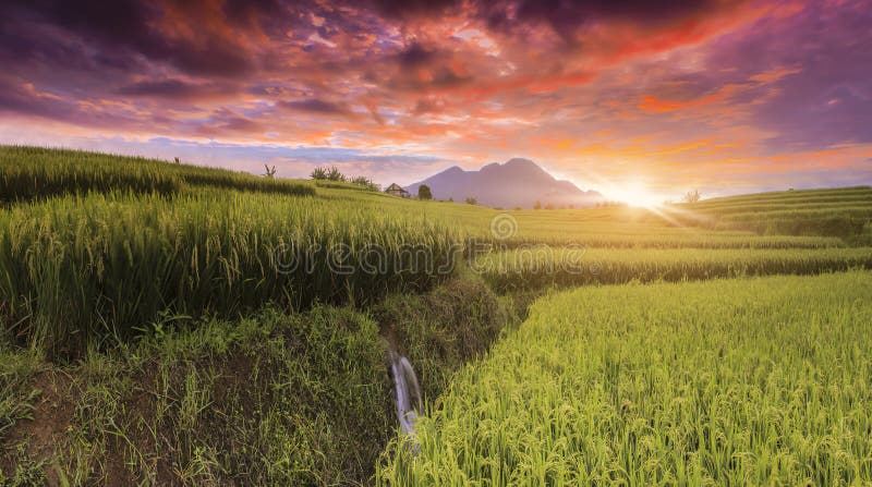 Sunrise Over Rice Fields in Bengkulu Stock Image - Image of sunrise ...