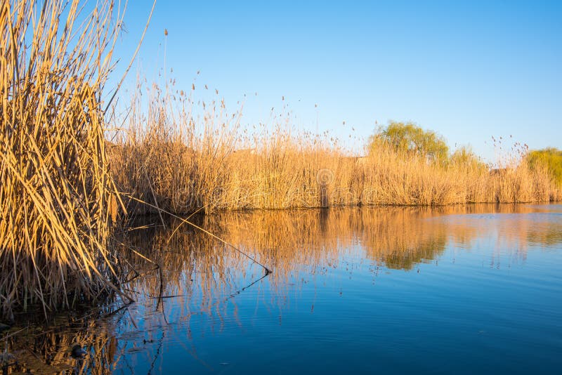 Sunrise Over the River in Spring, Many Reeds Stock Photo - Image of ...