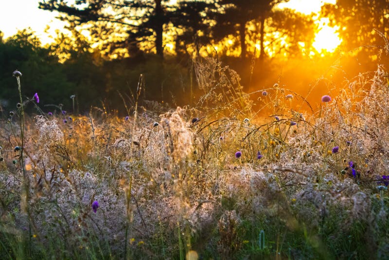 Sunrise Over a Summer Blossoming Meadow Stock Image - Image of green ...