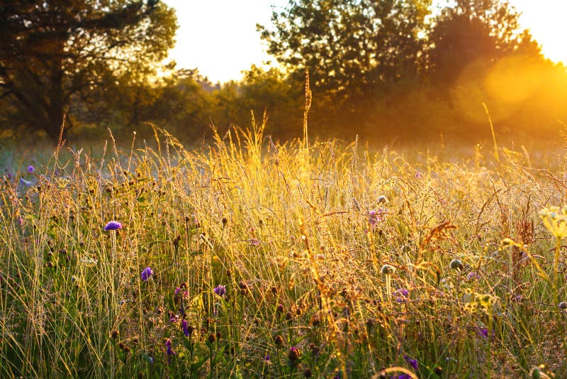 Summer Meadow stock image. Image of natural, farmland - 24880589