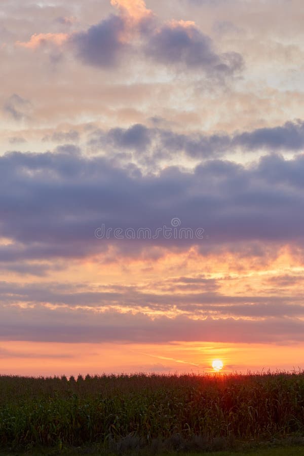 23,462 Sunrise Corn Stock Photos - Free & Royalty-Free Stock Photos ...