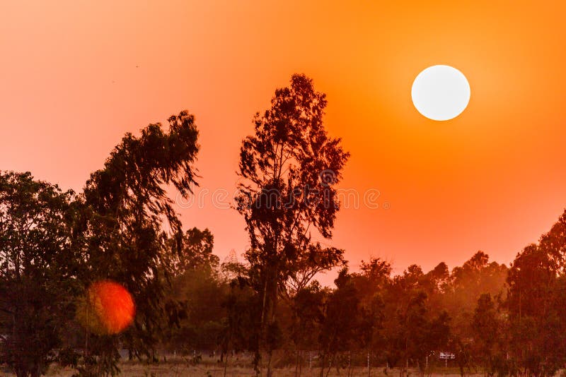 Sunrise Over the Trees and Forest. Stock Image - Image of beautiful ...