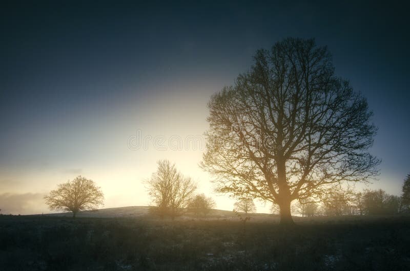 Sunrise Over Trees on Morning Meadow with Magical Light Stock Image ...