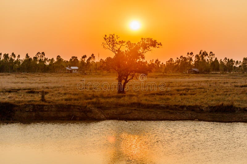Sunrise Over the Trees and Swamps. Stock Photo - Image of sunshine ...