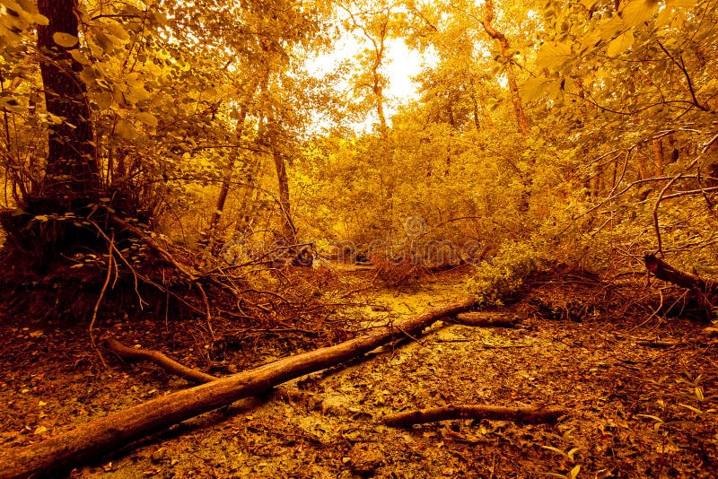 Sunrise Over the Wetland in the Forest. in the Foreground a Fallen Tree ...