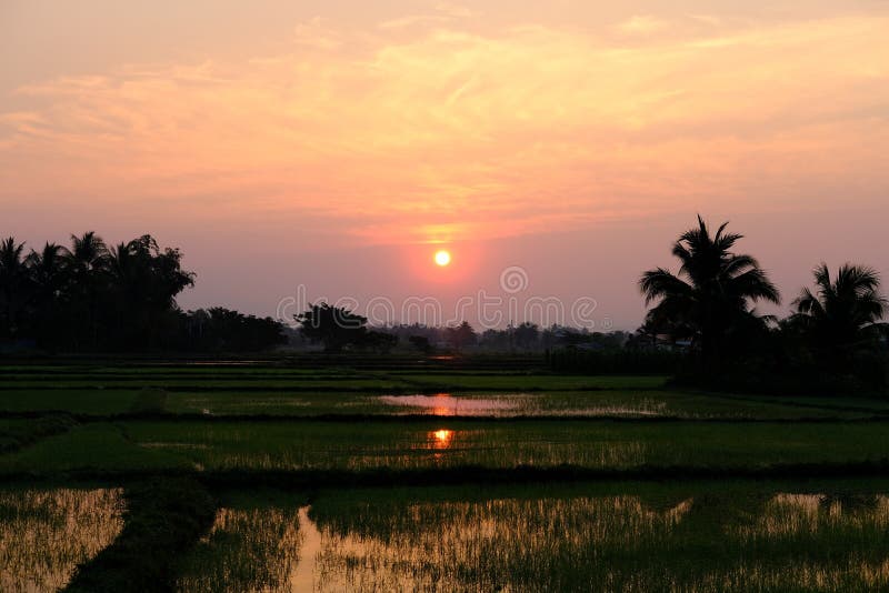 Sunrise at Paddy, Sun with Rice Field at Daw Stock Photo - Image of ...