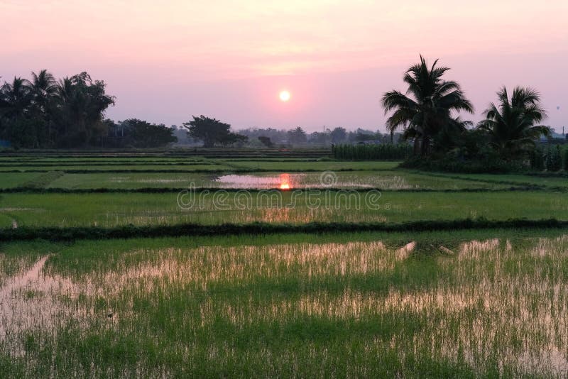 Sunrise at Paddy, Sun with Rice Field at Daw Stock Photo - Image of ...
